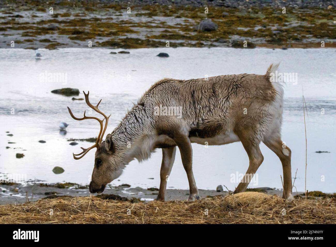 Female reindeer hi-res stock photography and images - Alamy