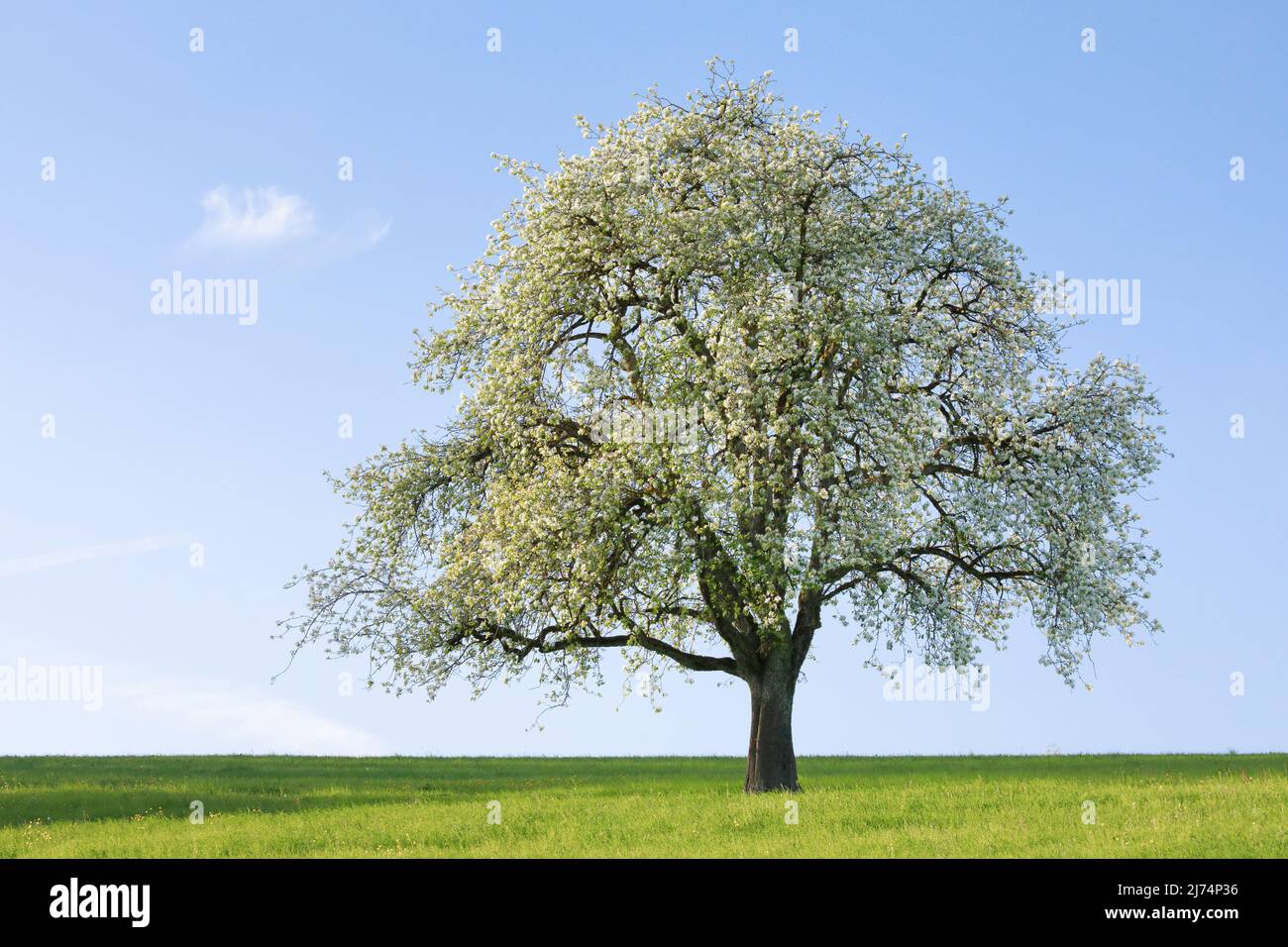 Common pear (Pyrus communis), Free standing blooming pear tree in a ...