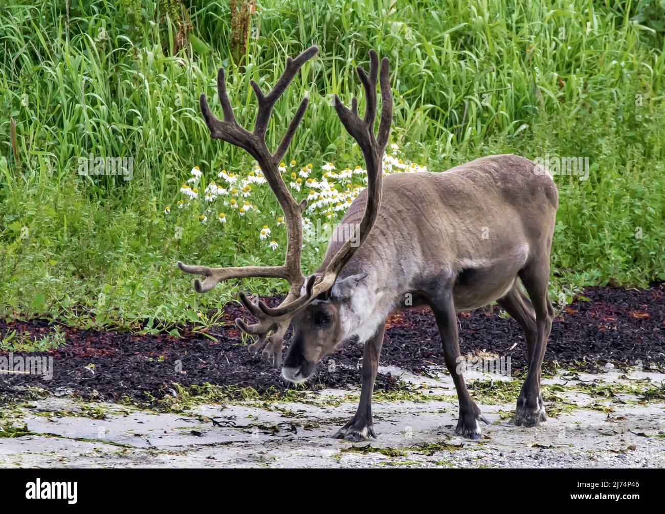 European reindeer, European caribou (Rangifer tarandus tarandus ...