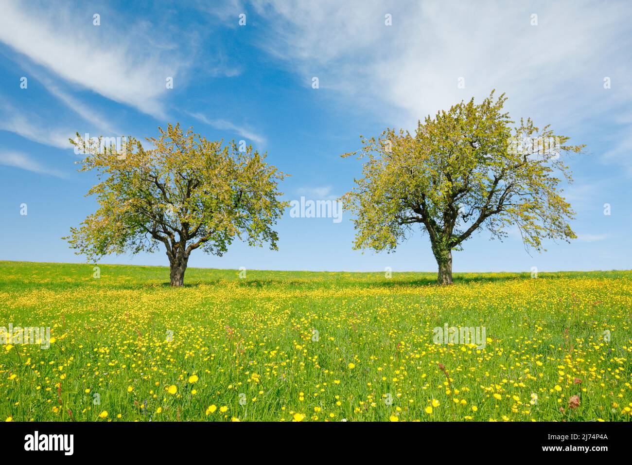 Switzerland apple trees fruit trees hi-res stock photography and images ...