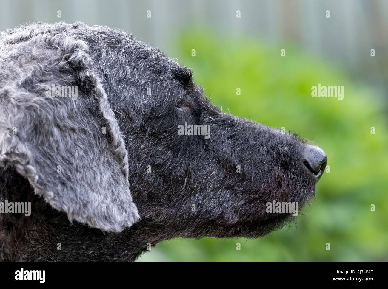 Curly haired labradoodle dog High Resolution Stock Photography and ...