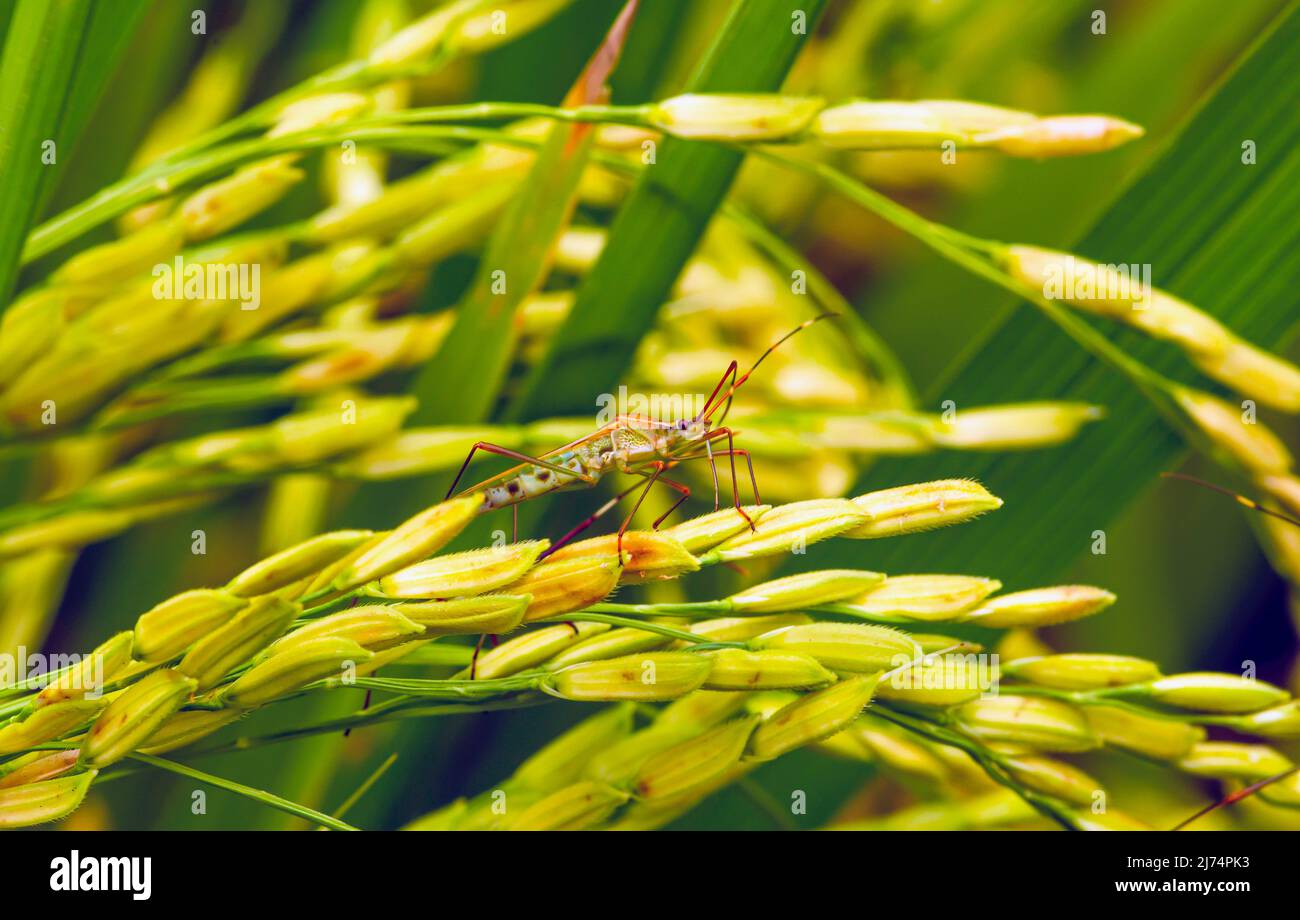 Feeds on paddy hi-res stock photography and images - Alamy