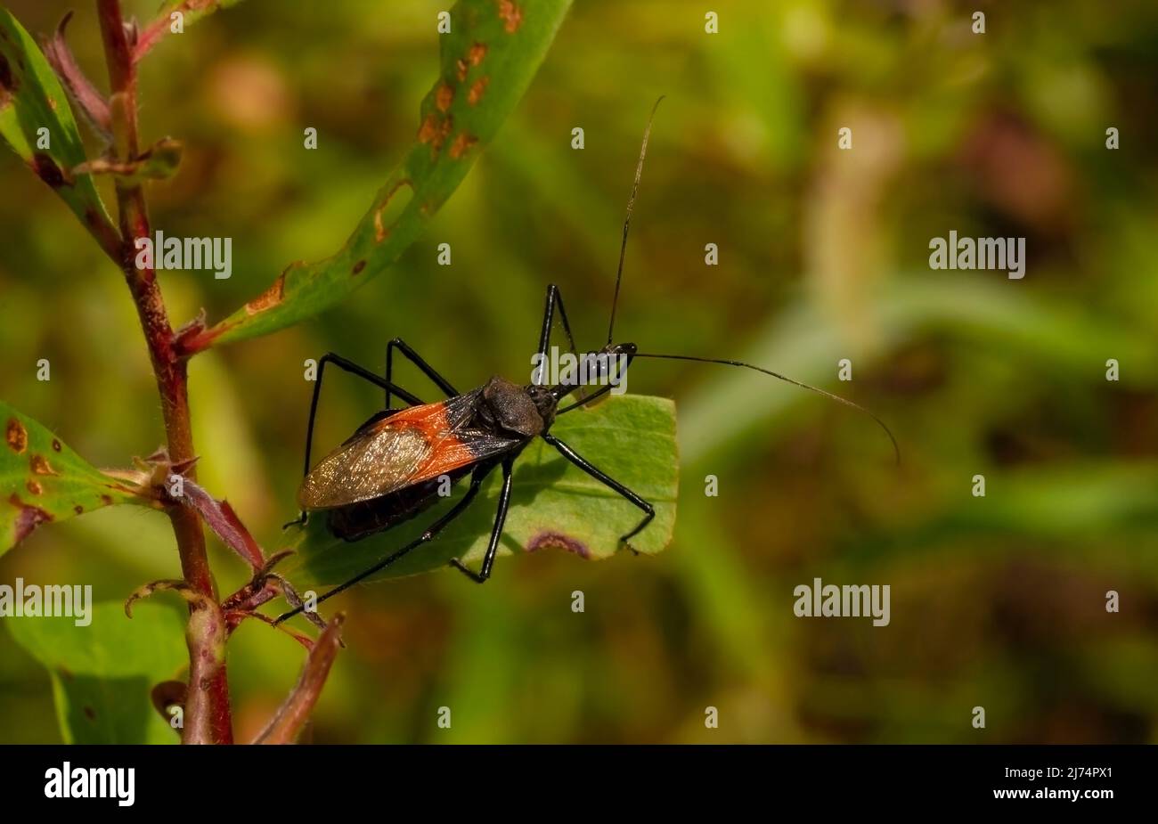 A conenose, or kissing bug (Triatoma sp.) on a cajuput leaf Stock Photo ...