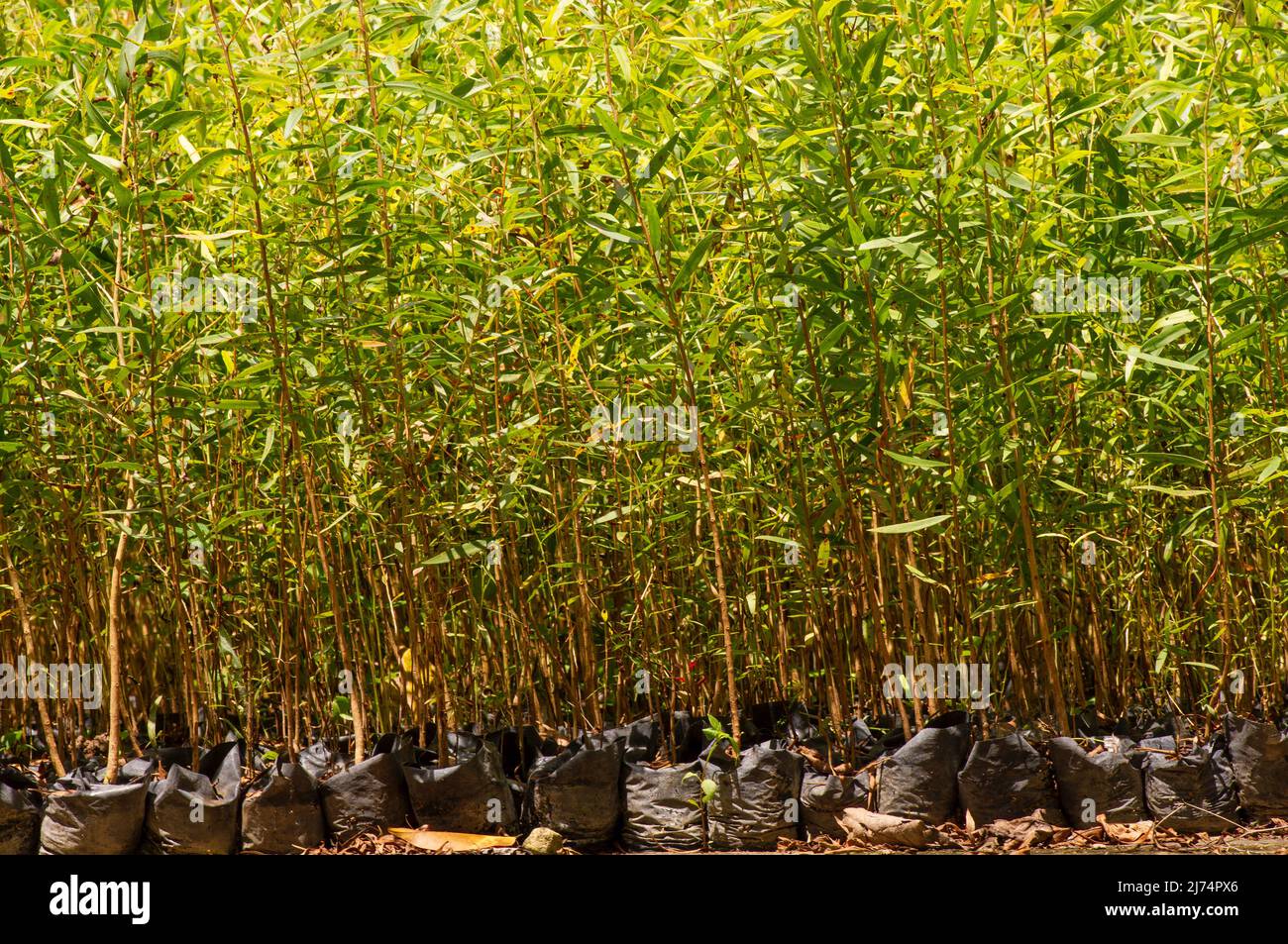 Cajuput (Melaleuca cajuputi) seedlings in the nursery, in Yogyakarta ...