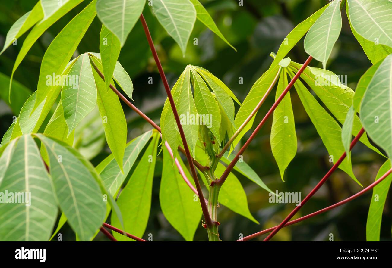 Cassava, Mandioa, Manioc, Tapioca trees (Manihot esculenta), young ...
