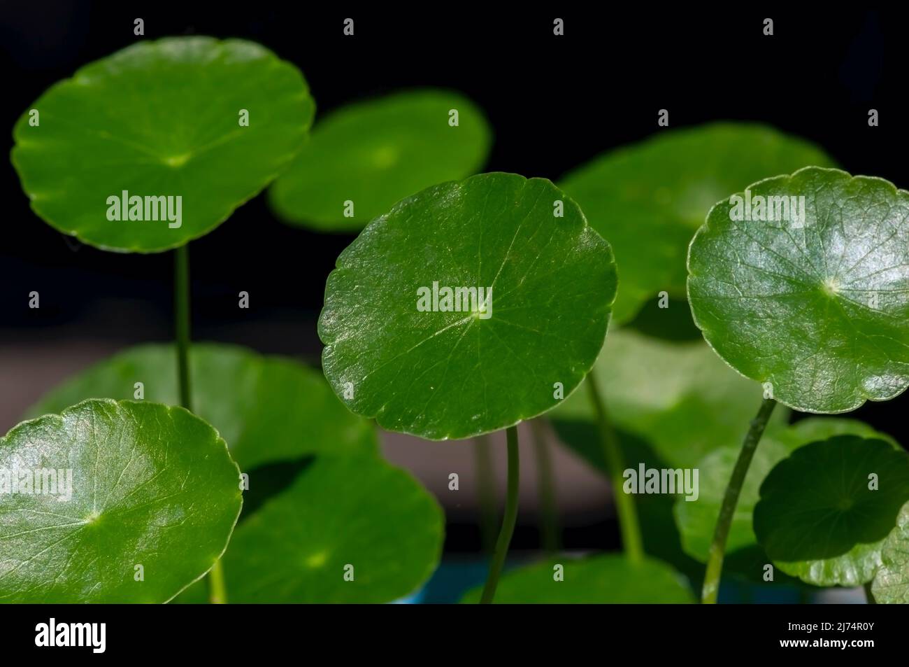 Close up of Pegagan (Centella asiatica) leaf Indian pennywort ...