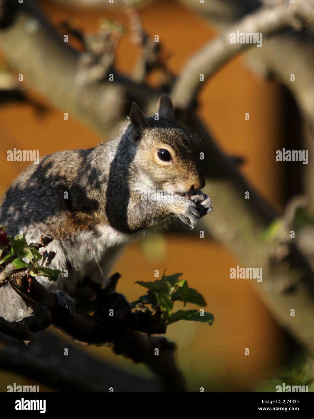 Squirrel cleaning hi-res stock photography and images - Alamy