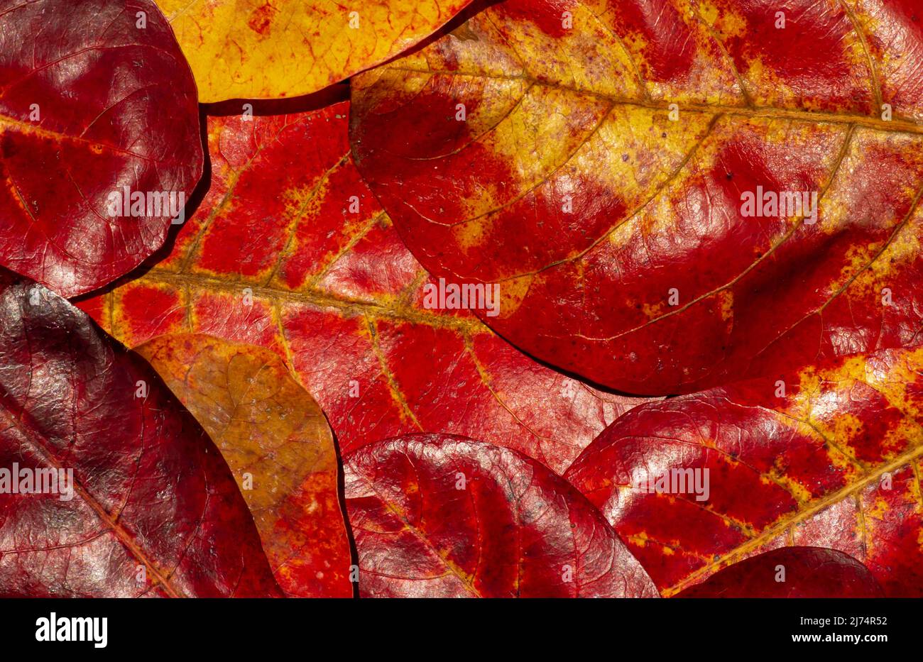 Terminalia tree hi-res stock photography and images - Alamy