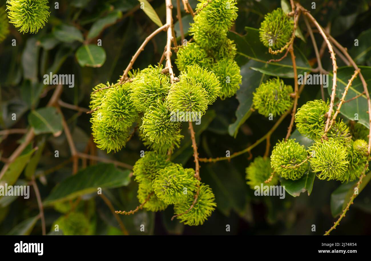 Young green rambutan fruits (Nephelium lappaceum) on the tree Stock ...