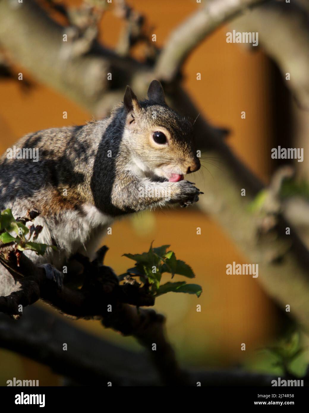 Squirrel cleaning hi-res stock photography and images - Alamy