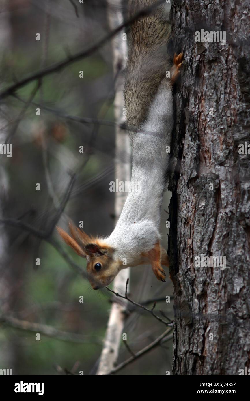 Wildlife concept - cute squirrel sitting on a tree in a park Stock ...