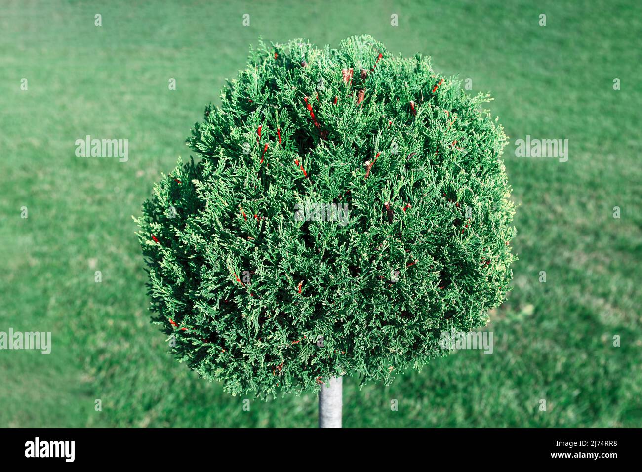 Round Shrub at Green Background . Evergreen round bush Stock Photo - Alamy
