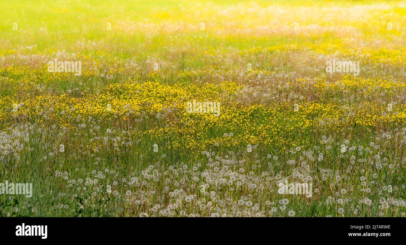 Spring meadow with yellow buttercup flowers and dandelion puffs ...