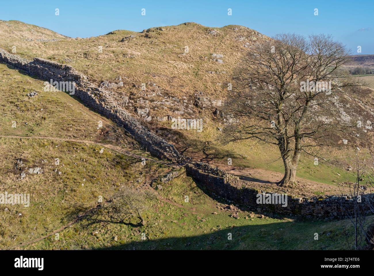 Sycamore Gap Tree with Hadrians wall Stock Photo - Alamy
