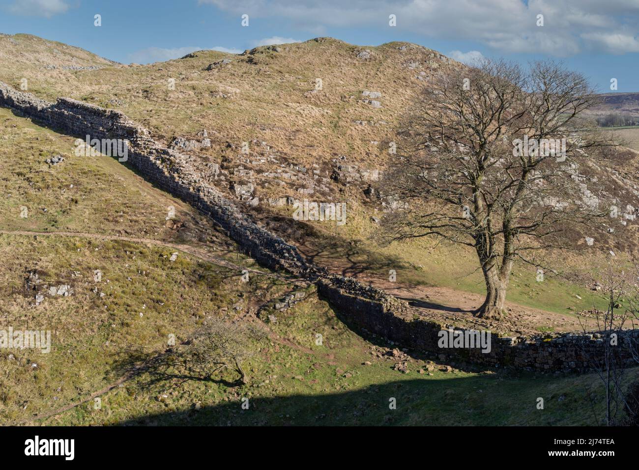 Robin Hood tree on Hadrian's Wall Stock Photo - Alamy
