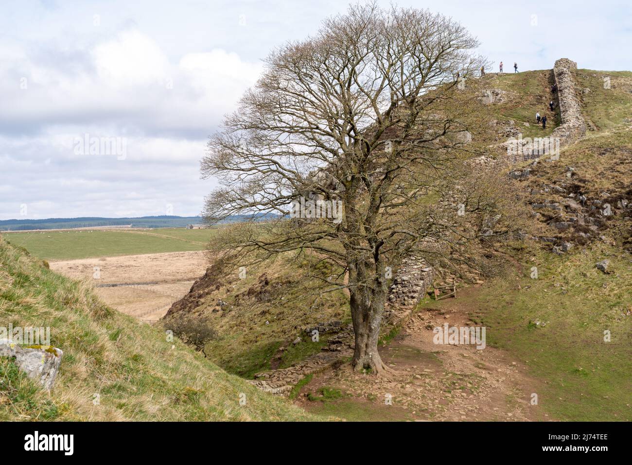 Sycamore Gap tree Hadrian's Wall Stock Photo - Alamy Sycamore Gap tree Hadrian's Wall Stock Photo - Alamy