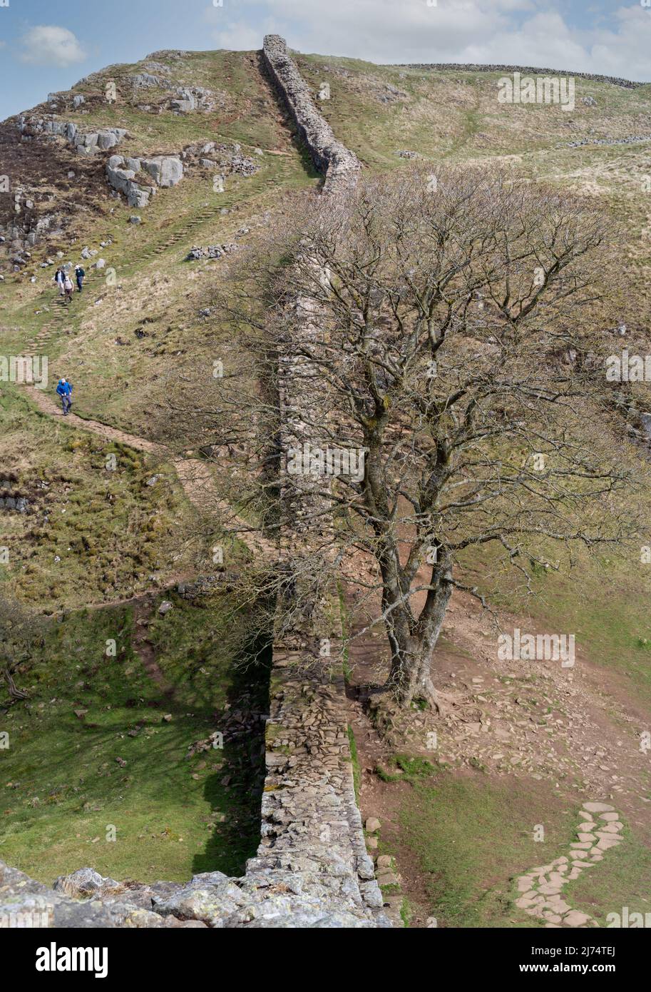 Sycamore Gap tree on Hadrian's Wall Stock Photo - Alamy