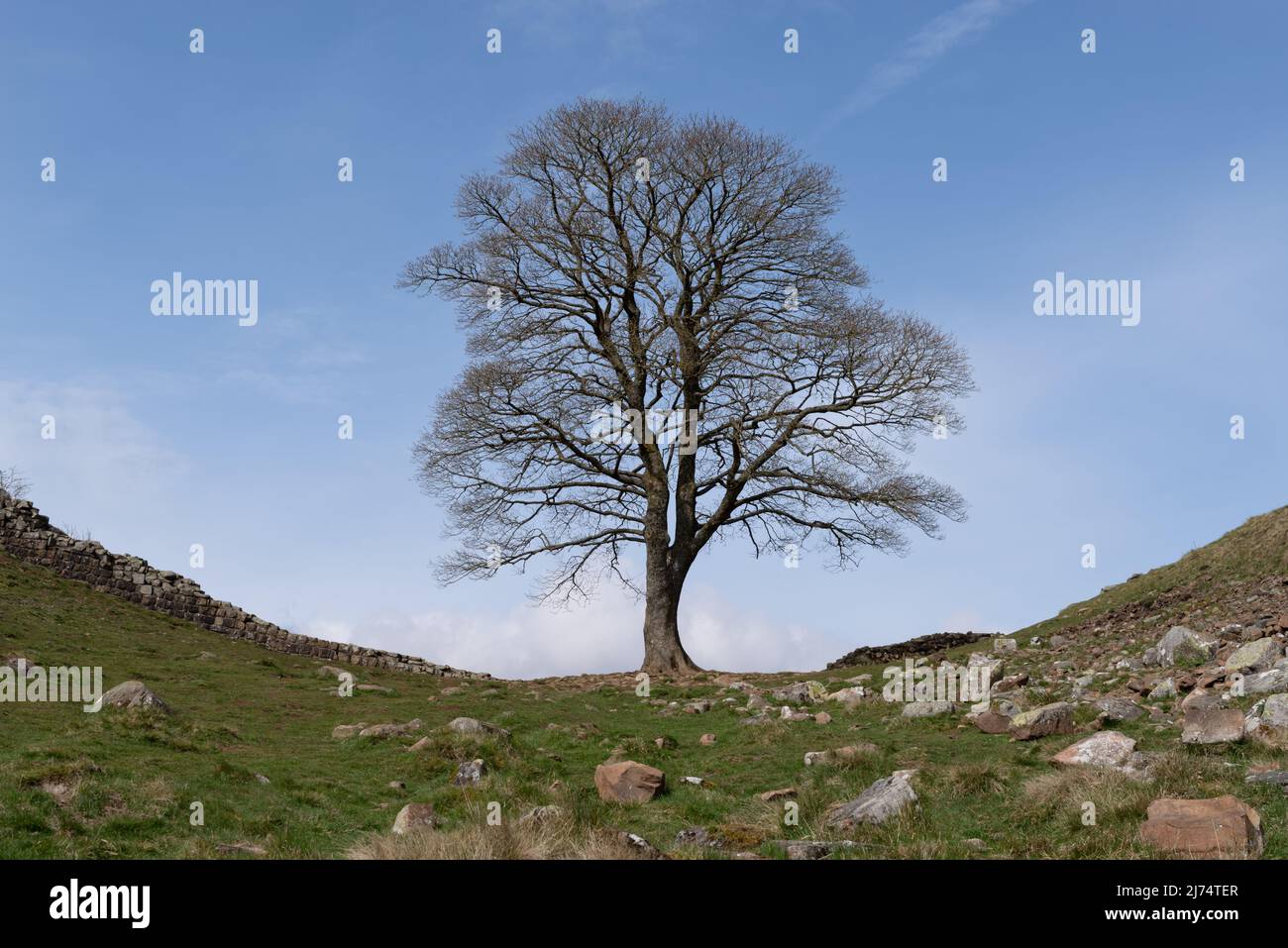 Robin Hood tree Hadrians wall Stock Photo - Alamy