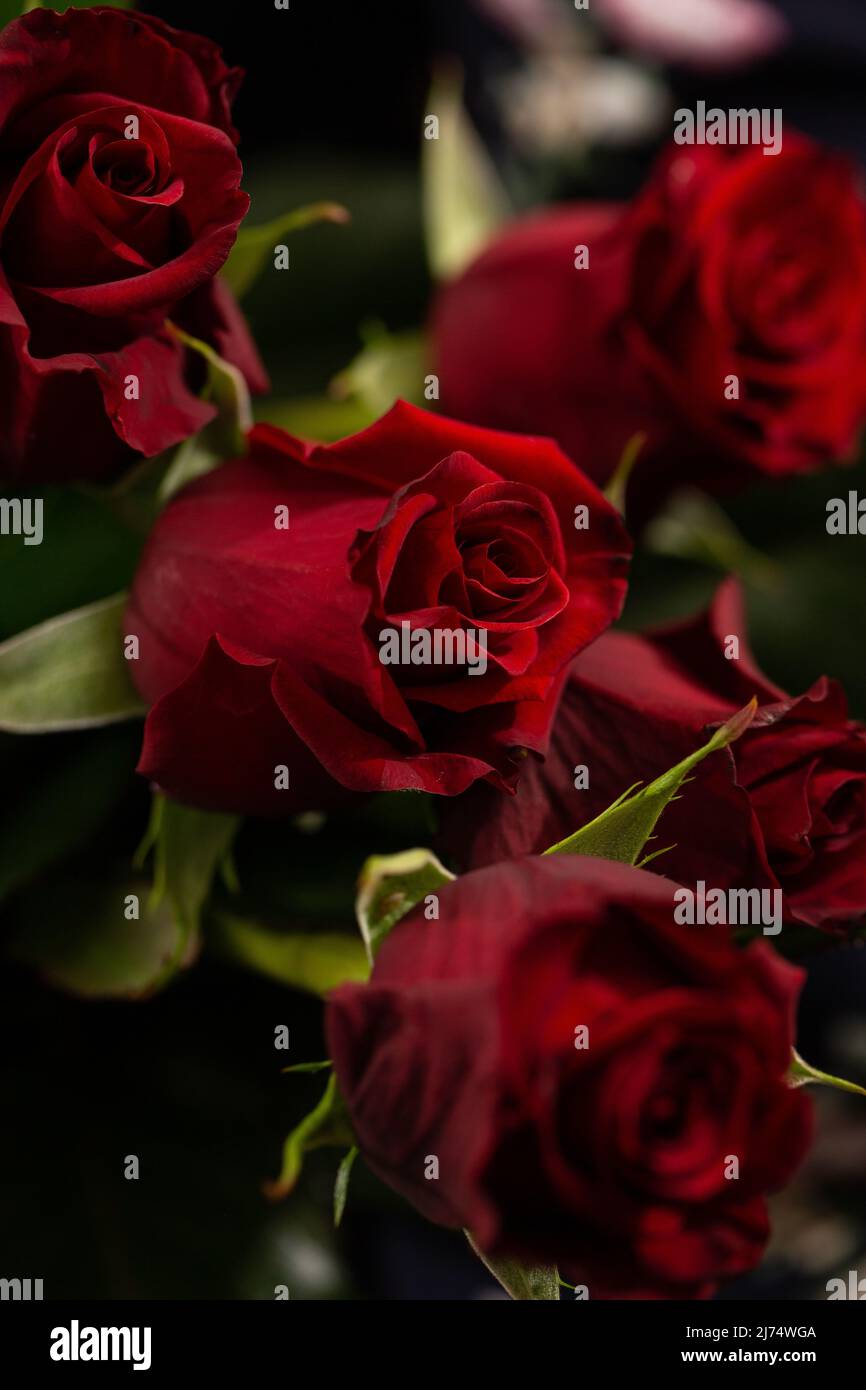 Bouquet Of Beautiful red Roses. Trend color classic red. . Valentine's ...