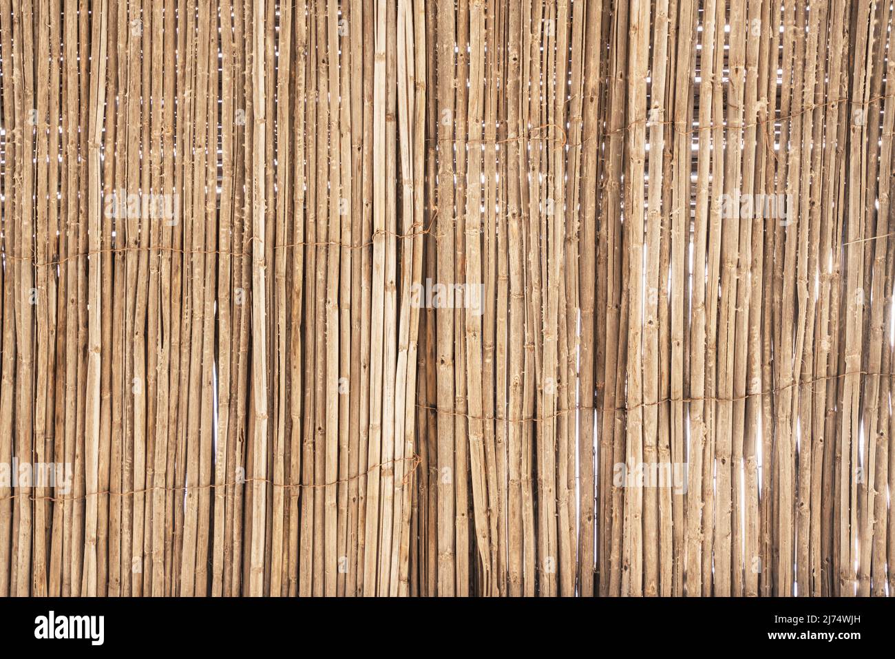 Reed background, bottom view of dry reed, as background Stock Photo - Alamy