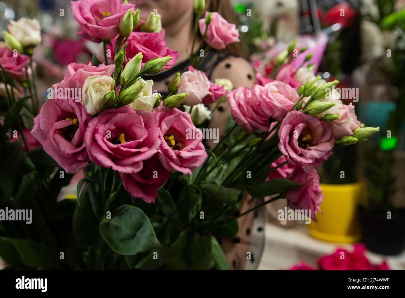 Woman holding Beautiful Eustoma white and pink eustoma on blurred ...