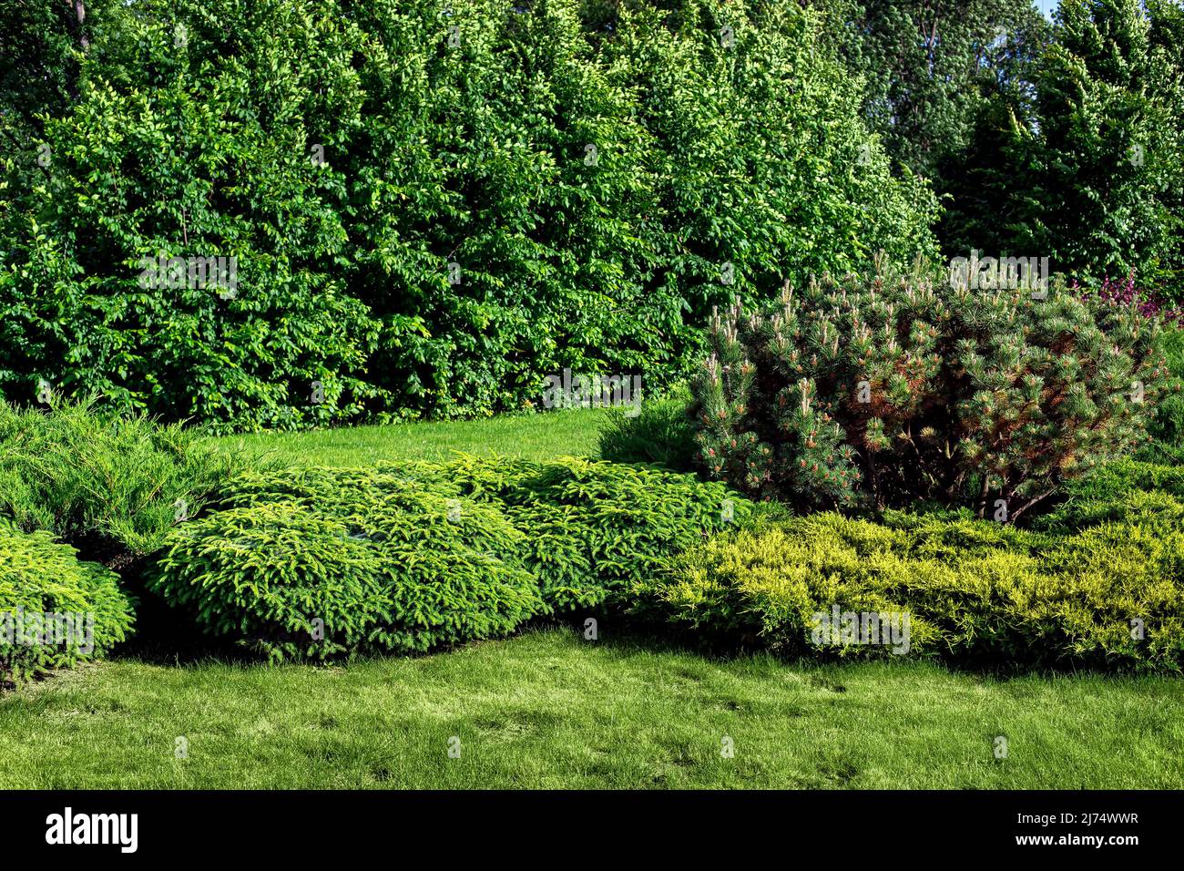 evergreen pine and thuja bushes on a lawn with green grass in a park ...