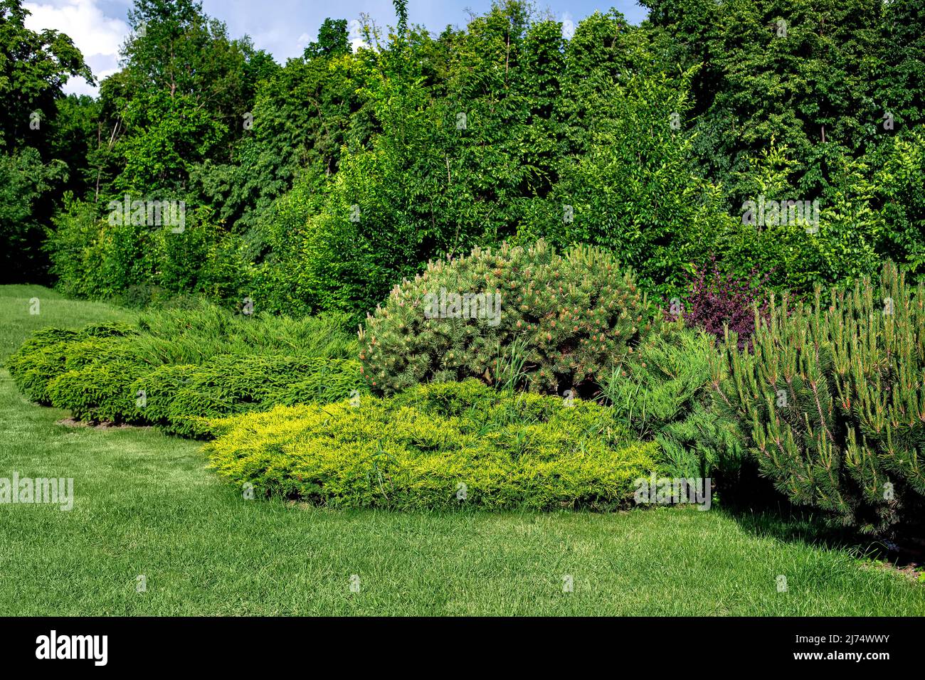 evergreen pine and thuja bushes on a lawn with green grass in a park ...