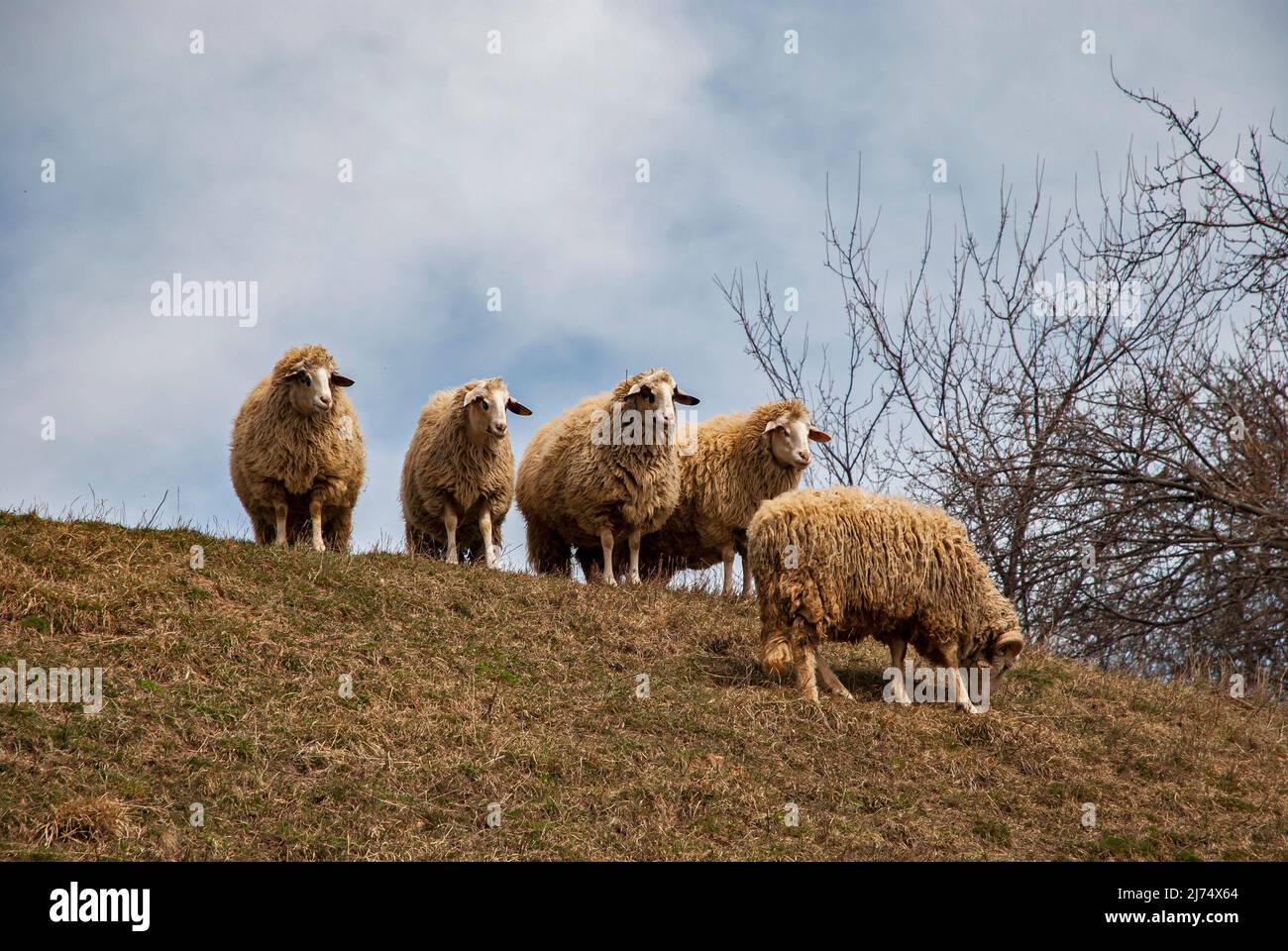 Small flock of sheep with ram on meadow in early spring on sky ...
