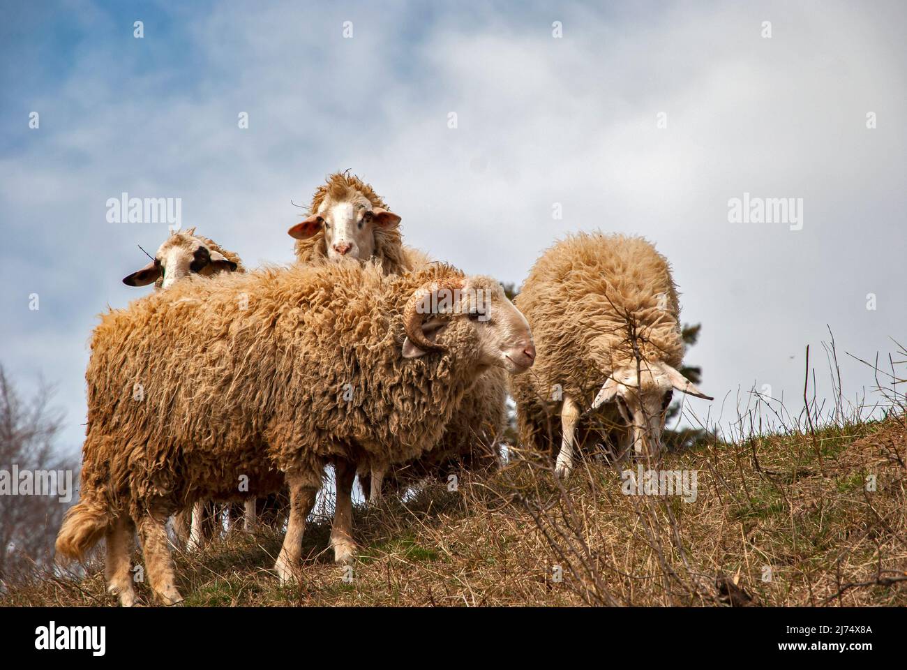 Small flock of sheep with ram on meadow in early spring on sky ...