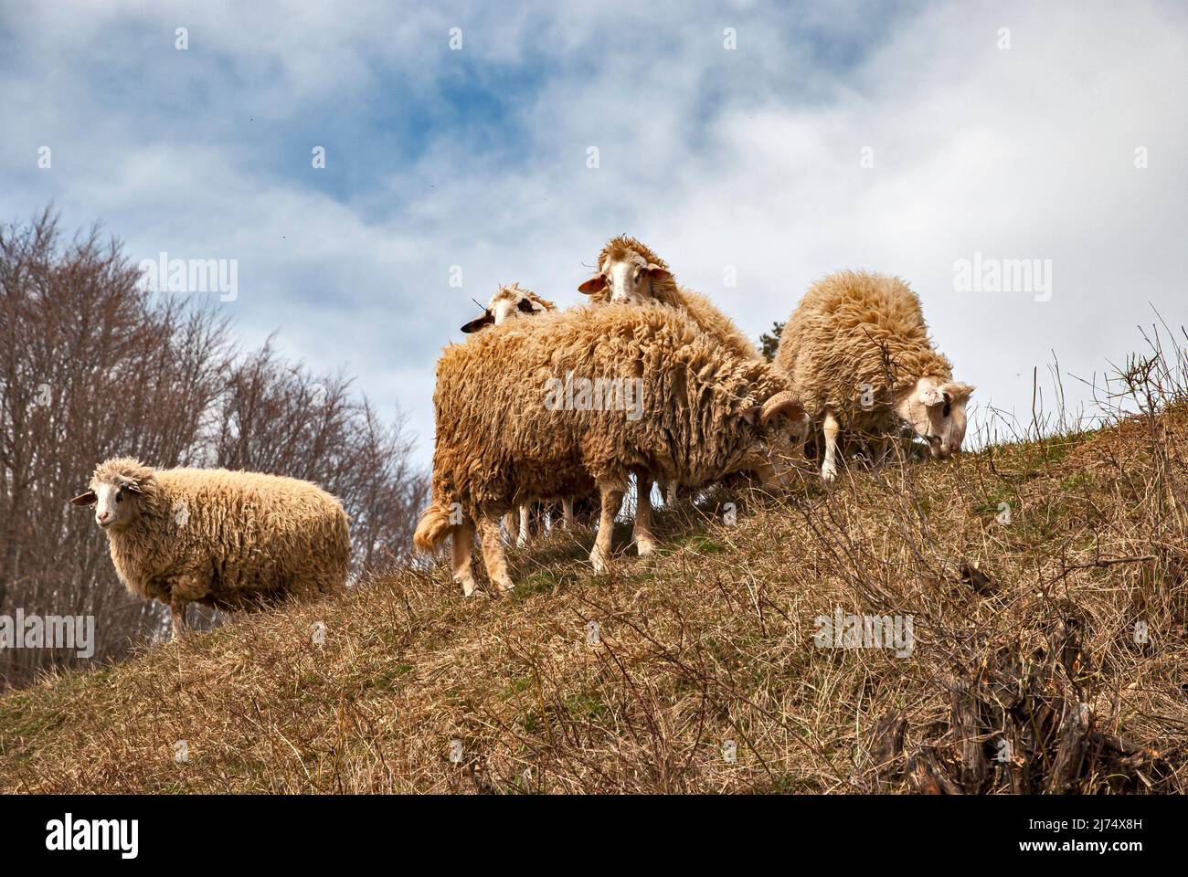 Small flock of sheep with ram on meadow in early spring on sky ...