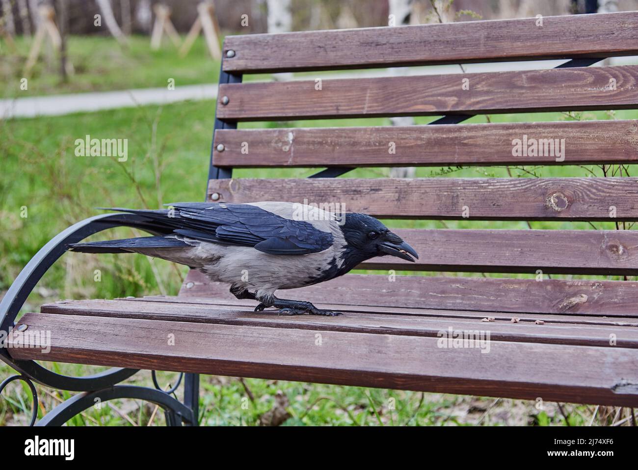An ordinary crow eats something on a bench in a public park. Bird ...