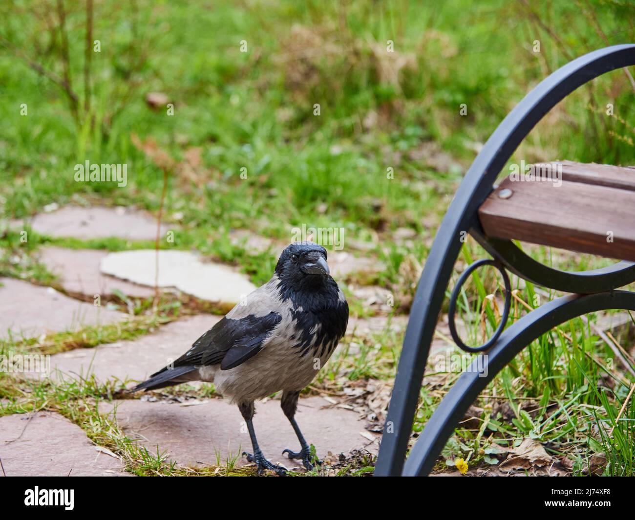 Crow sits in park bench hi-res stock photography and images - Alamy