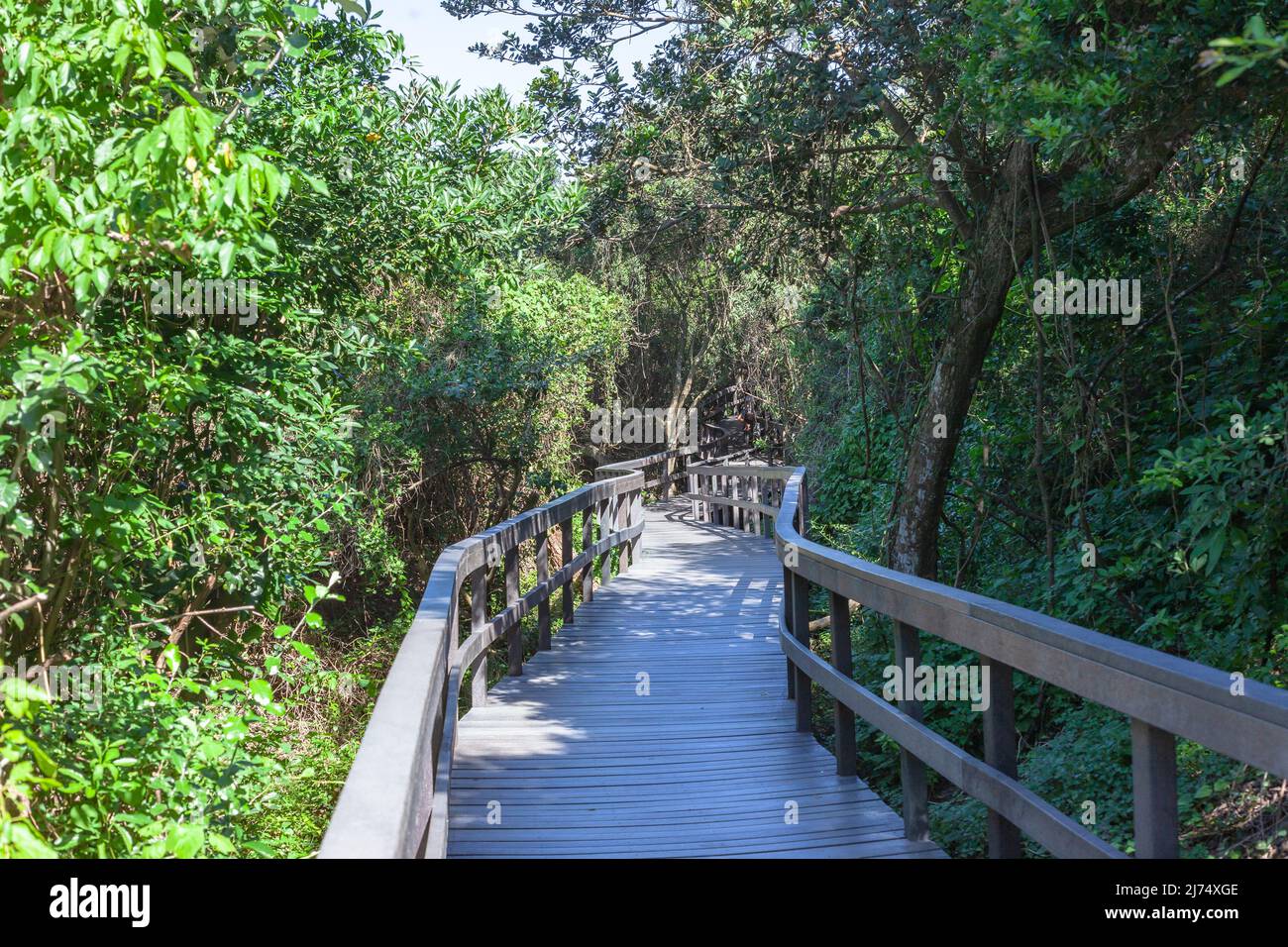 Public pedestrian walking pathway platform raised above mangrove swamp ...