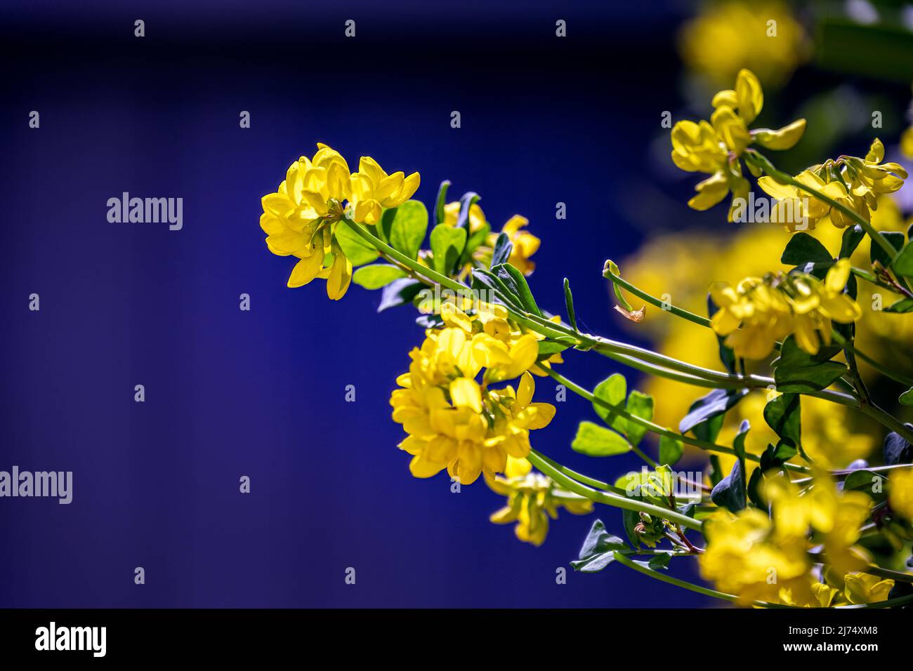 Bright yellow flowers of mountain crown vetch or Coronilla coronata L ...