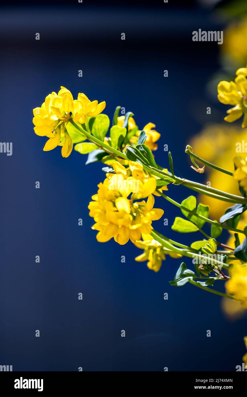 Bright yellow flowers of mountain crown vetch or Coronilla coronata L ...