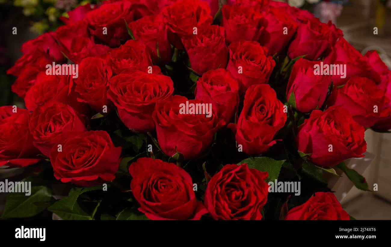 Bouquet Of Beautiful red Roses. Trend color classic red. . Valentine's ...