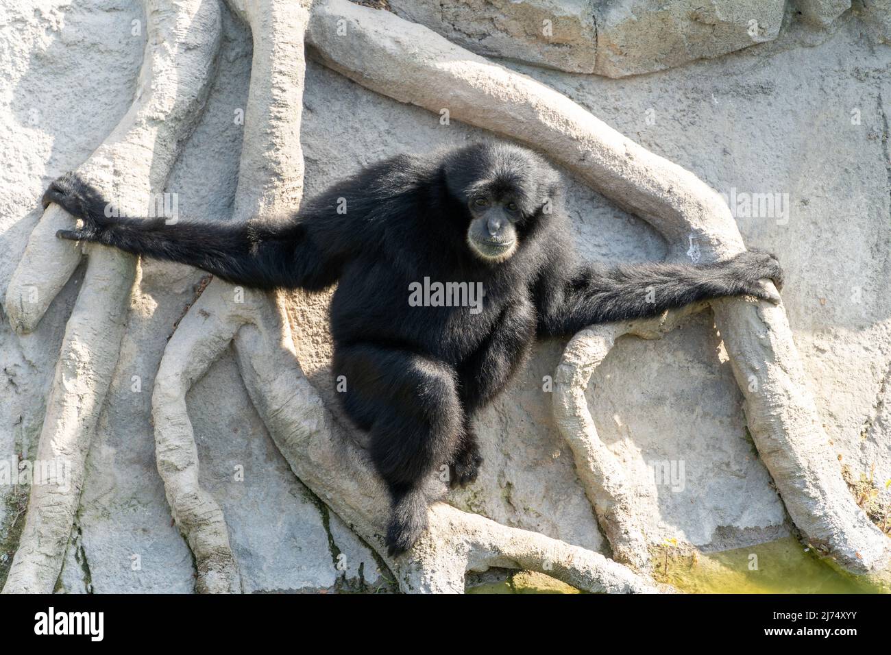 Siamang (Symphalangus syndactylus) a loud black gibbon from Thailand ...
