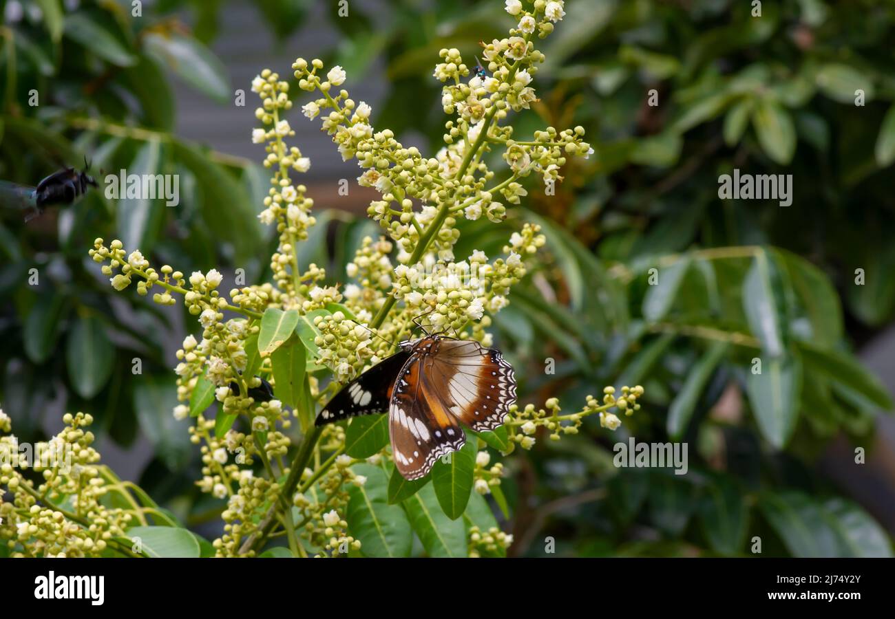 A butterfly eating nectar from longan flowers (Dimocarpus longan) and ...
