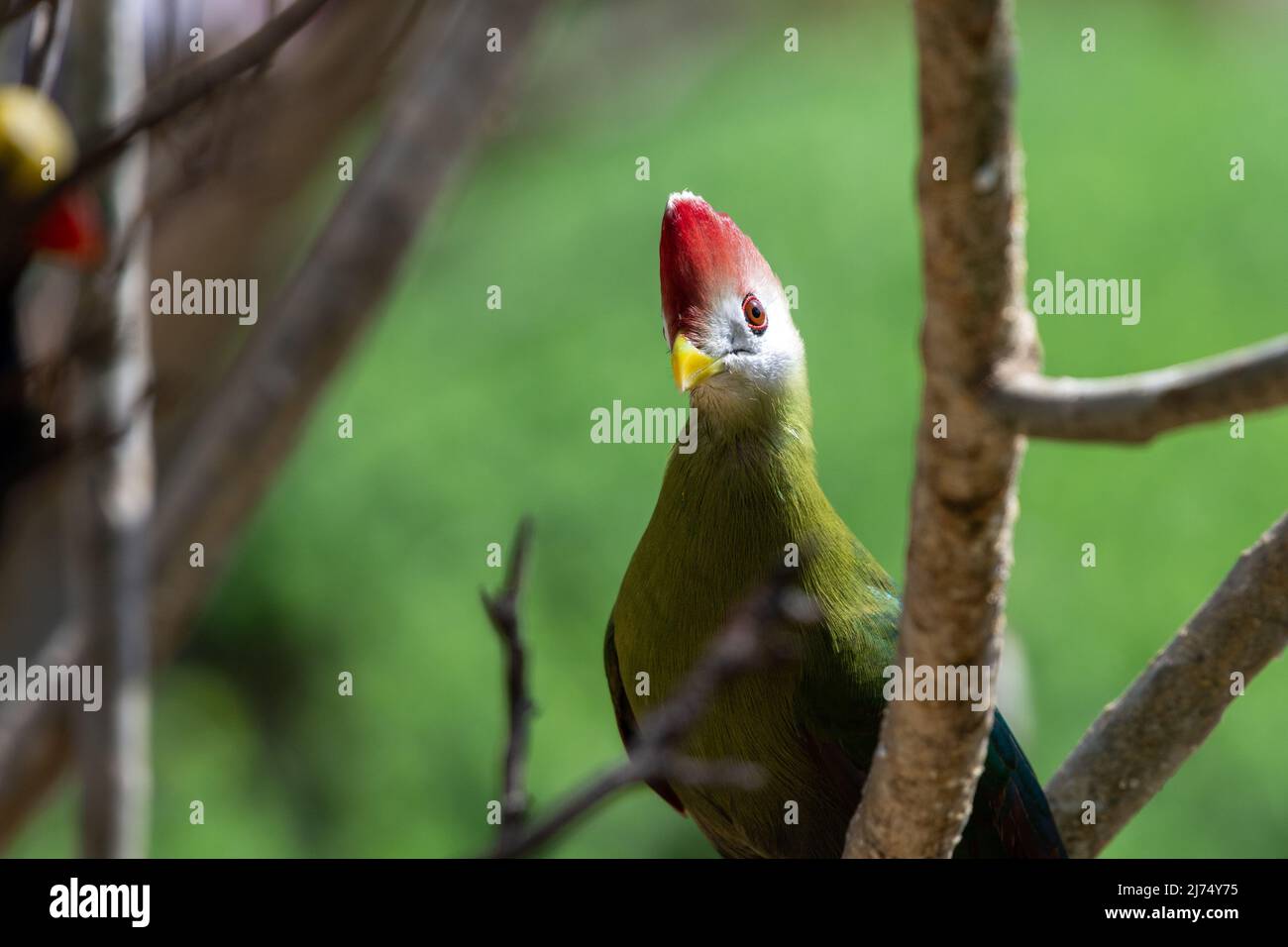 A red-crested turaco (Tauraco erythrolophus) is a turaco, a group of ...
