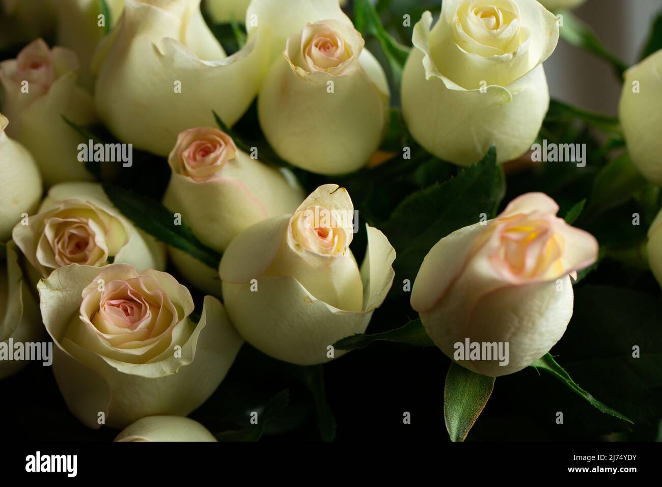 Rosy wallpaper hi-res stock photography and images - Alamy