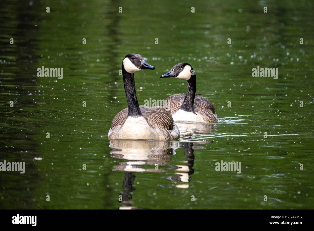 The Canada Goose, Branta canadensis at a Lake near Munich in Germany ...