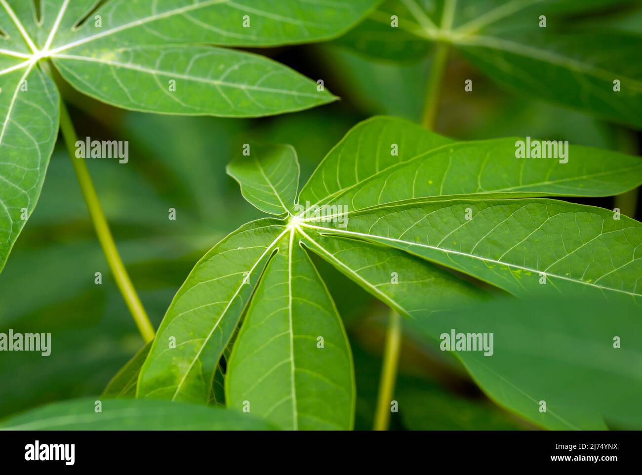 Cassava, Mandioa, Manioc, Tapioca trees (Manihot esculenta), young ...