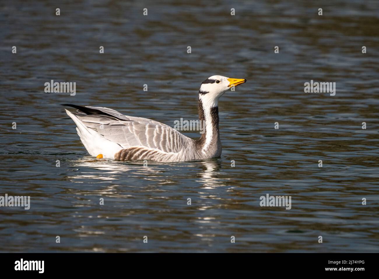 The bar-headed goose, Anser indicus is a goose that breeds in Central ...