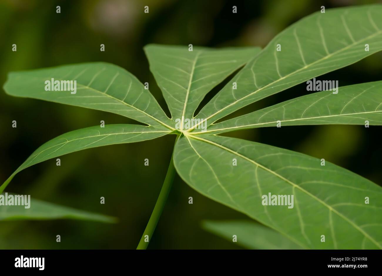 Cassava, Mandioa, Manioc, Tapioca trees (Manihot esculenta), young ...