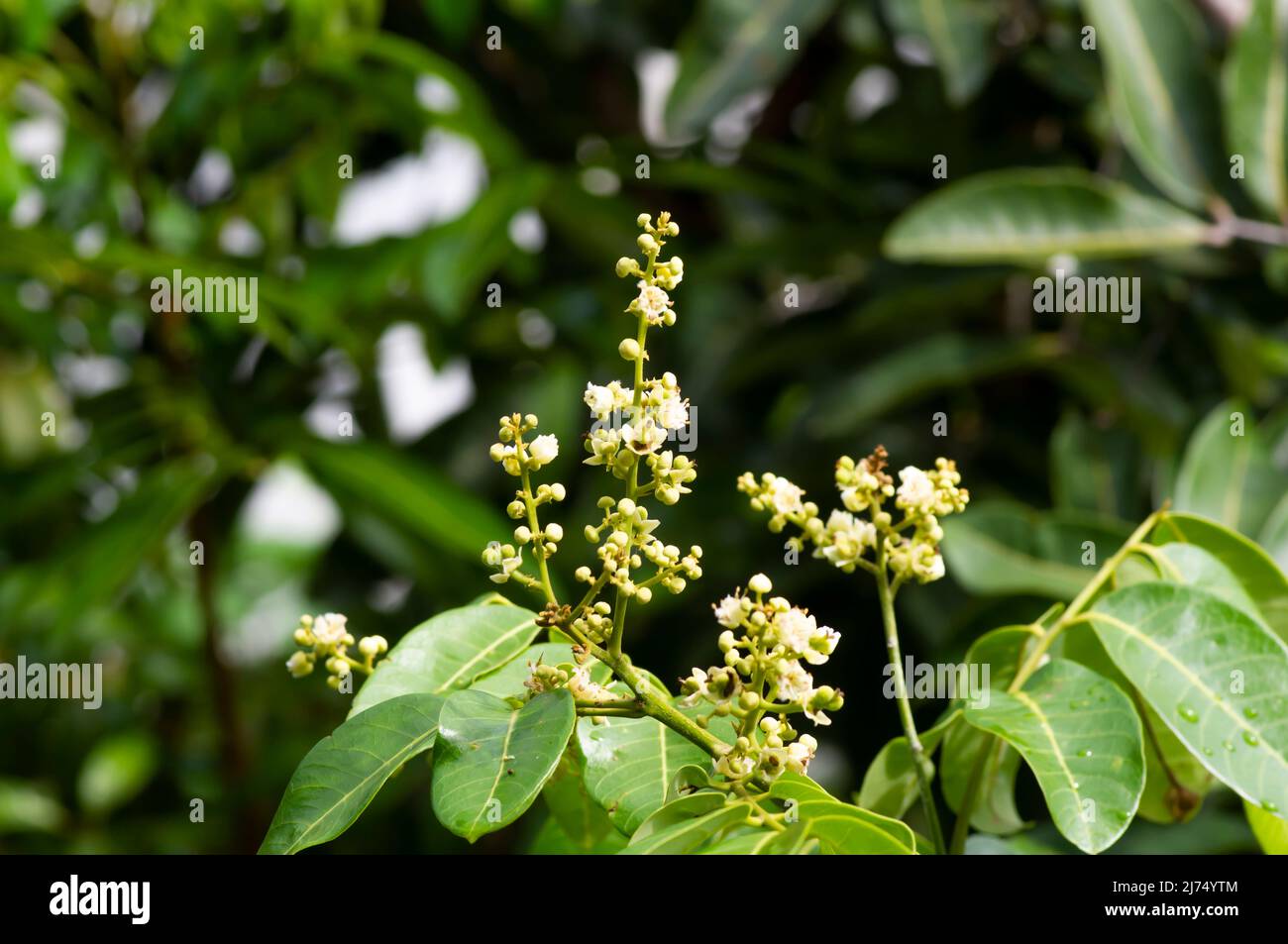Longan Flower