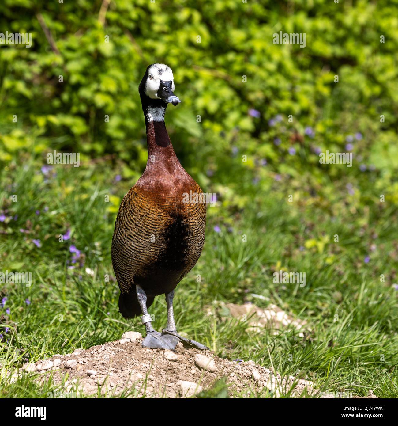 White-faced whistling duck, Dendrocygna viduata, noisy bird with a ...