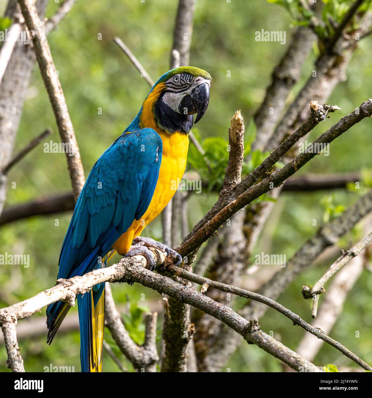 The Blue-and-yellow Macaw, Ara ararauna also known as the blue-and-gold macaw, is a large South ...