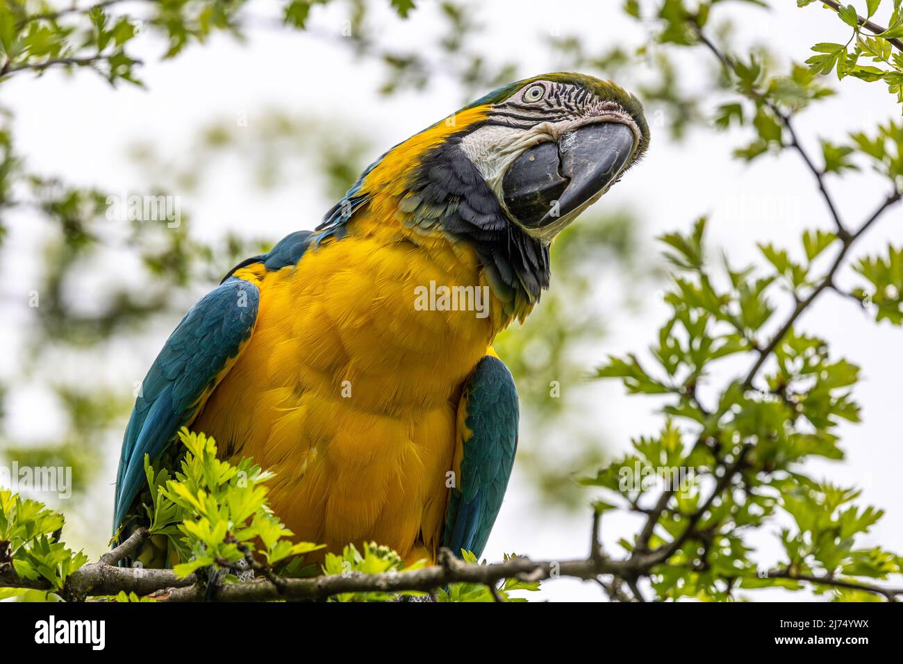 The Blue-and-yellow Macaw, Ara ararauna also known as the blue-and-gold macaw, is a large South ...