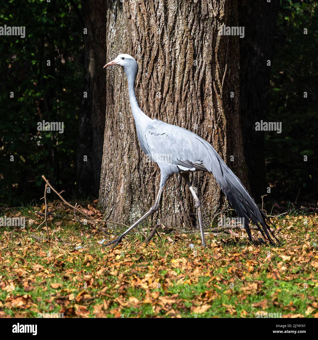 The Blue Crane, Grus paradisea, is an endangered bird specie endemic to ...
