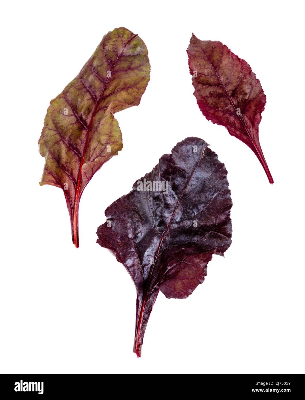 Freshly harvested red beetroot leaves on an isolated white background ...